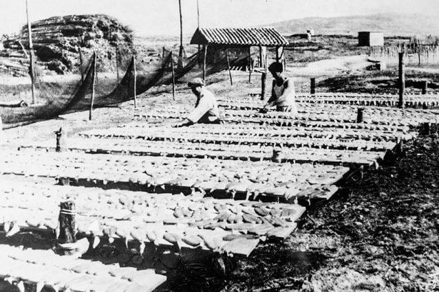Tutto sulla Bottarga di Cabras