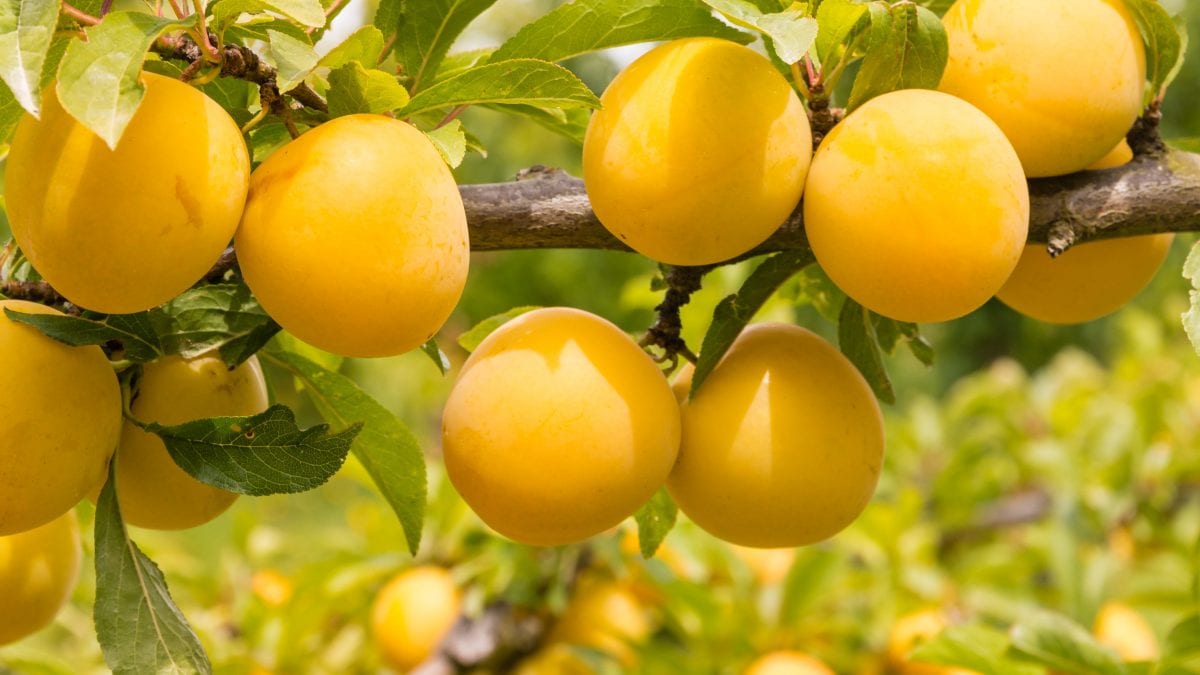 Prugne: proprietà, benefici e usi in cucina