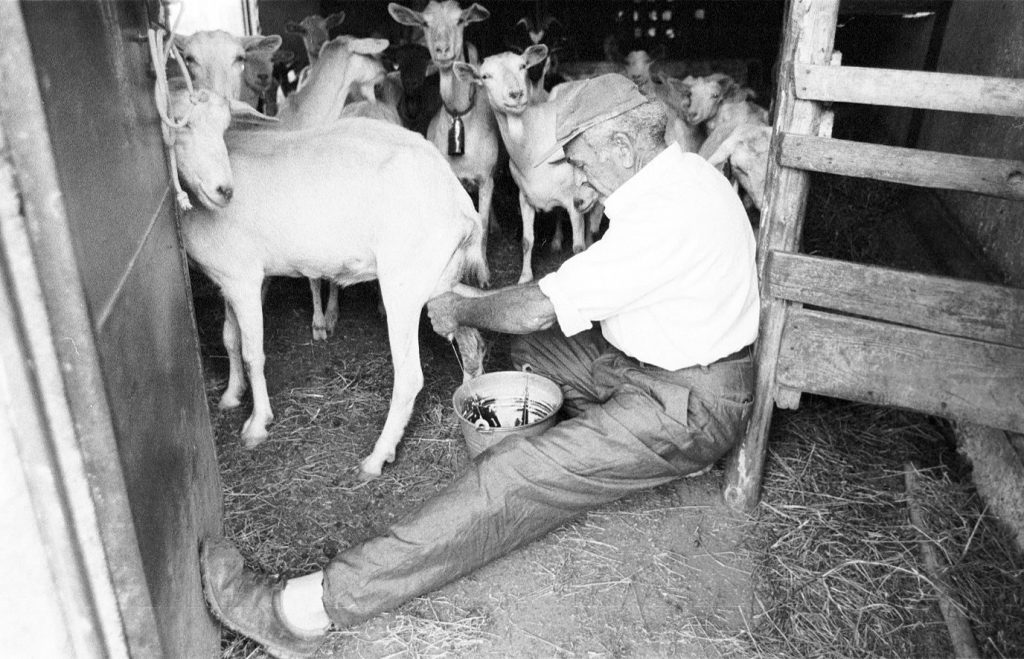 Cacioricotta di capra del Cilento, un formaggio raro e ricercato: come ...