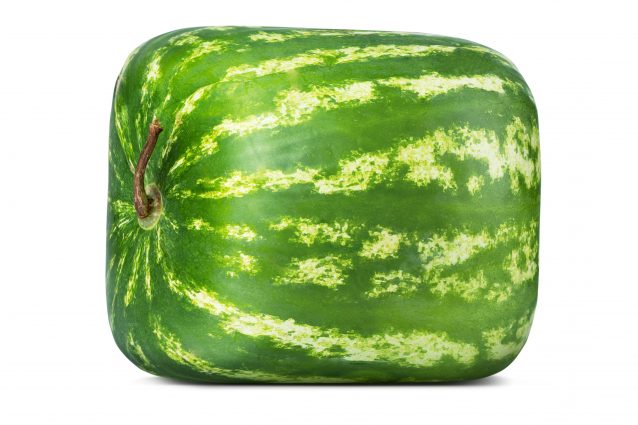 Cos'è l'anguria quadrata, il frutto da 150 euro e insapore che arriva ...