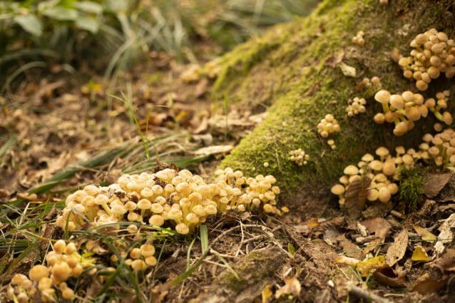 Funghi chiodini e falsi chiodini: come riconoscere quelli buoni dai tossici