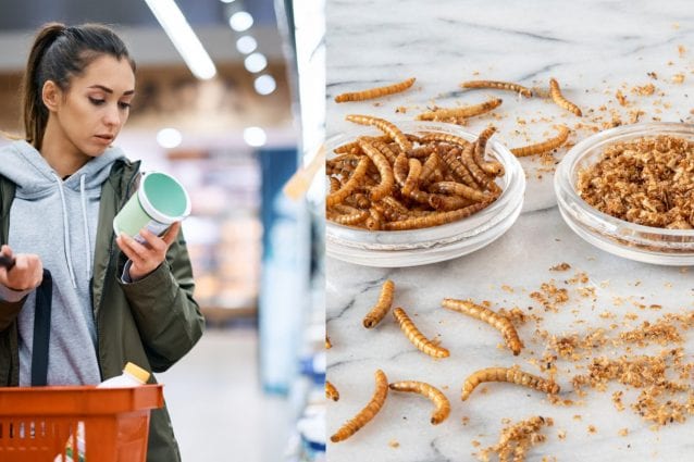 Come riconoscere i cibi a base di insetto: attenzione all'etichetta ...