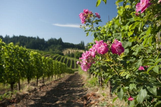 Perché all'ingresso dei vigneti ci sono sempre le rose?