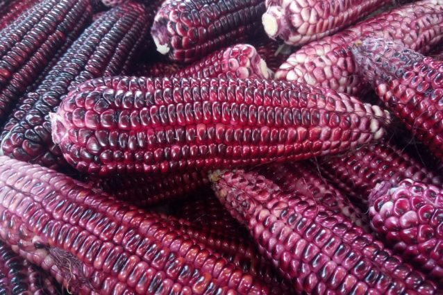 Maiz morado: proprietà e usi in cucina della pannocchia viola peruviana