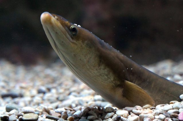 Anguille europee a rischio: stop di 6 mesi per i pescatori e totale per ...