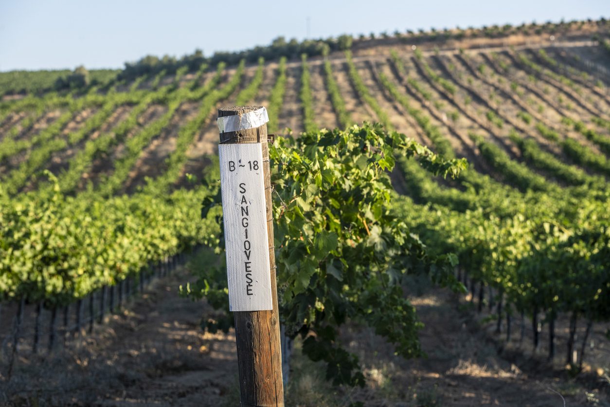 Vitigni autoctoni italiani: cosa sono, quali sono i principali e perché ...