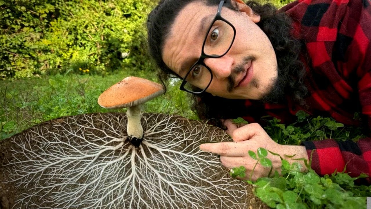 Funghi: cosa sono, proprietà e tipologie spiegate dall'esperto