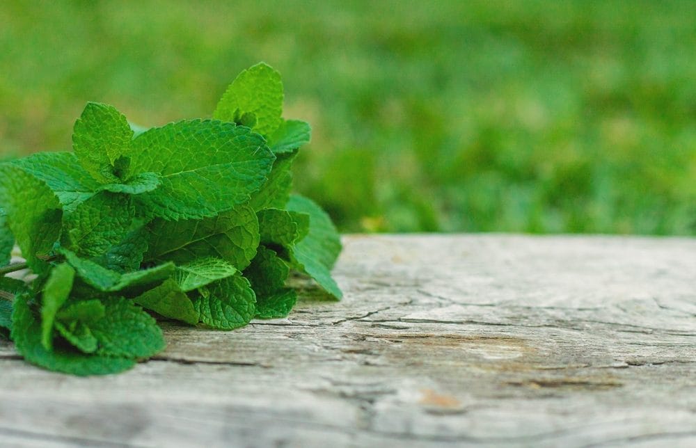 Menta piperita: benefici, controindicazioni e come usarla in cucina
