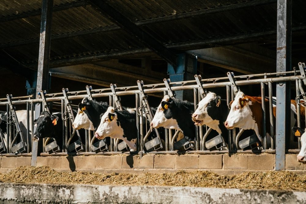 Allevamenti intensivi: cosa sono e quali sono le loro conseguenze su ...