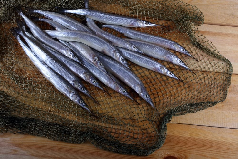Aguglia, un pesce economico e leggero: com'è fatto e come usarlo in cucina