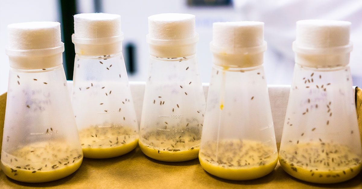 How to Get Rid of Gnats