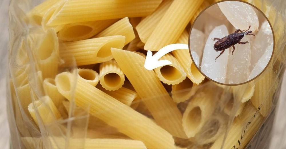 Step-by-step Guide On How To Prevent & Eliminate Weevil Infestations In ...