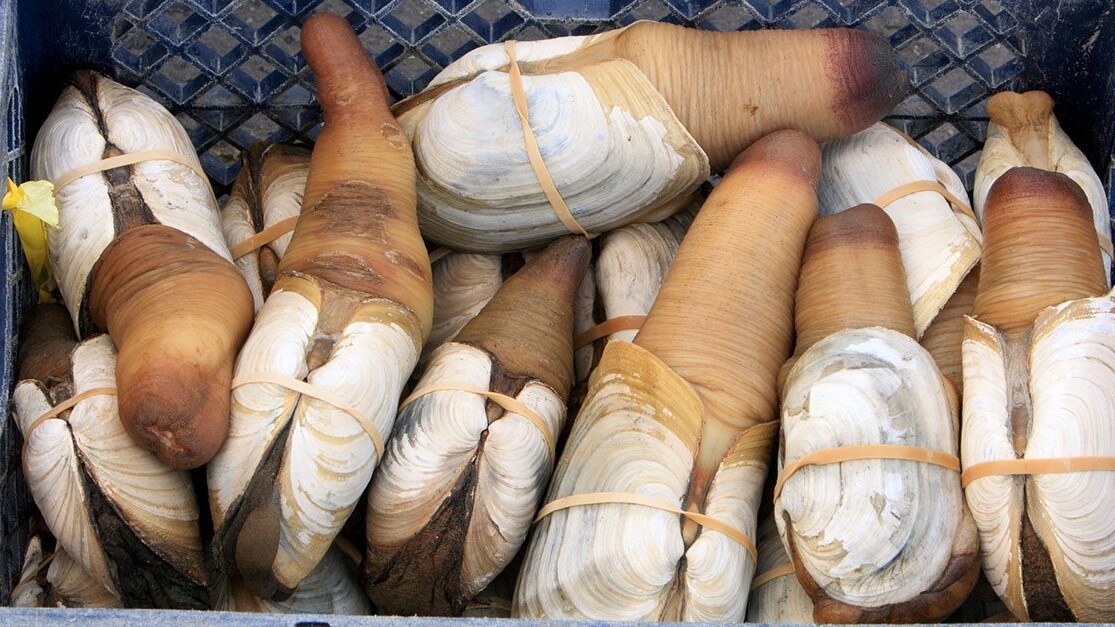 Here's Everything You Need To Know Before Trying Geoducks
