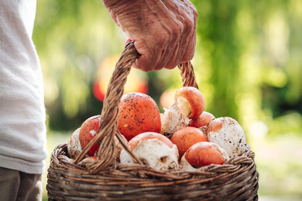 8 Mushroom Varieties You Can Foray and Enjoy During Early Fall
