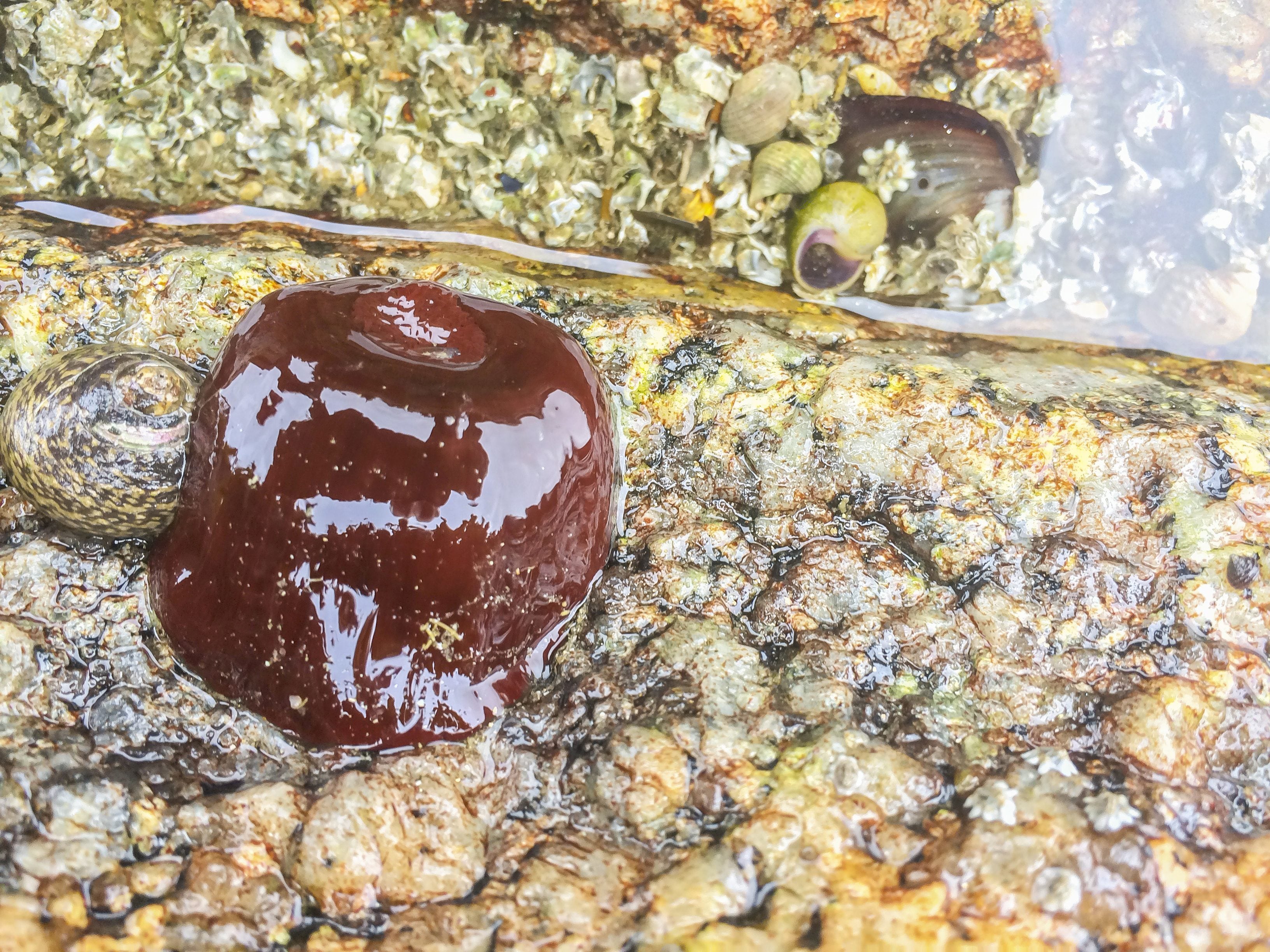 What is a Sea Tomato and How Is It Used in Cooking?