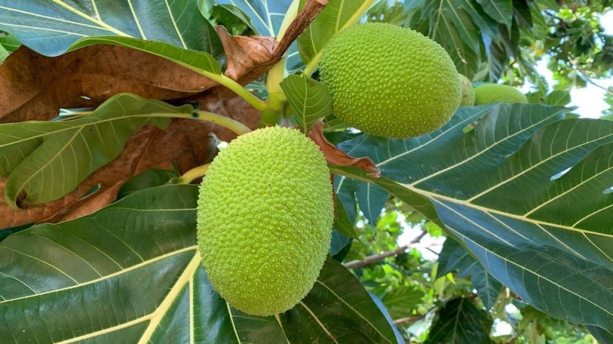 What is Breadfruit, The Fruit That Nourishes, Unites Cultures and ...