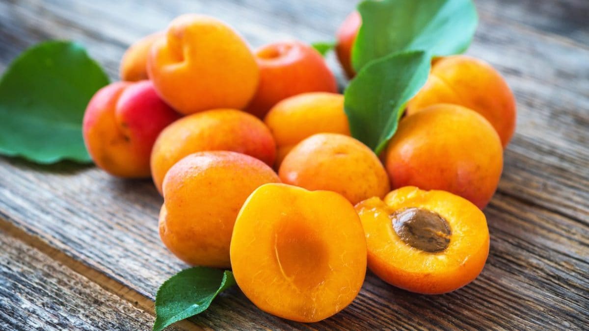 What Are Apricots, The Sweet and Versatile Fruits Full of Benefits