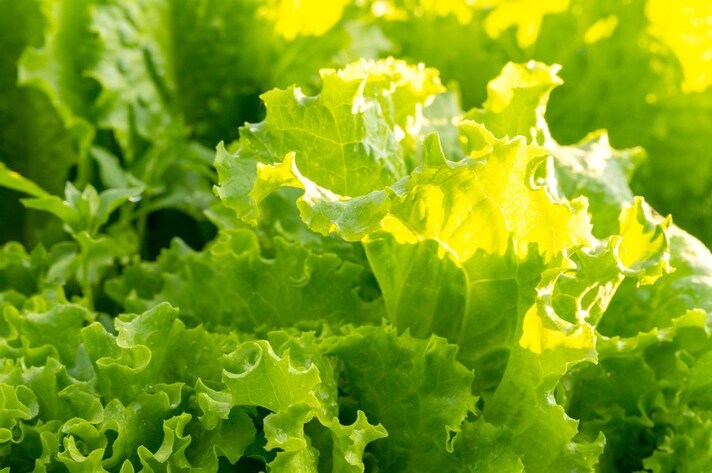 How to Grow Lettuce at Home From Scraps