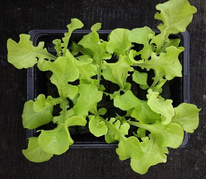 How to Grow Lettuce at Home From Scraps